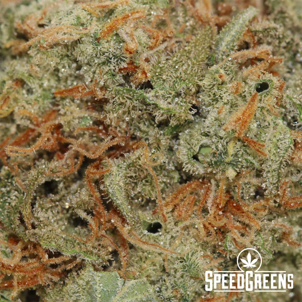 Death Bubba (AAA) | Speed Greens