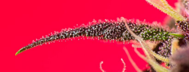 The Different Parts Of A Marijuana & Cannabis Plant | Speed Greens