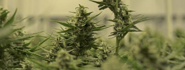 Cannabis Classifications : Know Your Type| Medical vs. Recreational Cannabis Classifications : Know Your Type| Medical vs. Recreational
