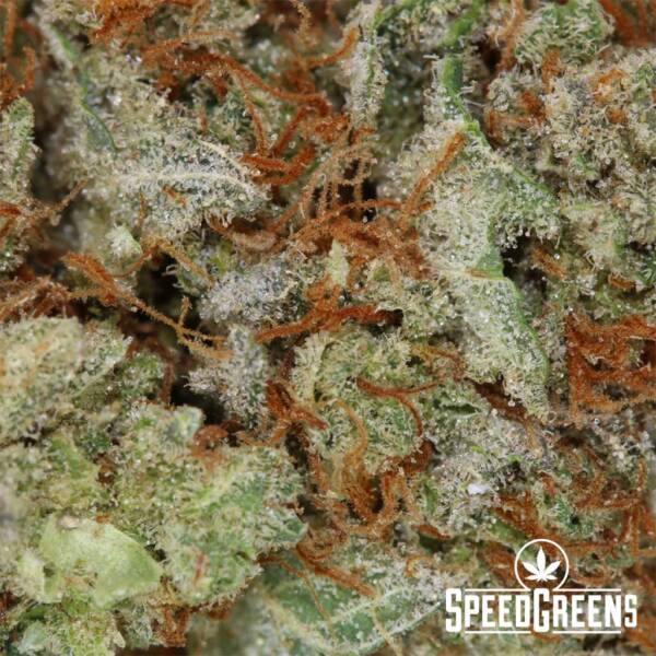 Pink Kush (AA+) | Speed Greens Pink Kush (AA+) | Speed Greens
