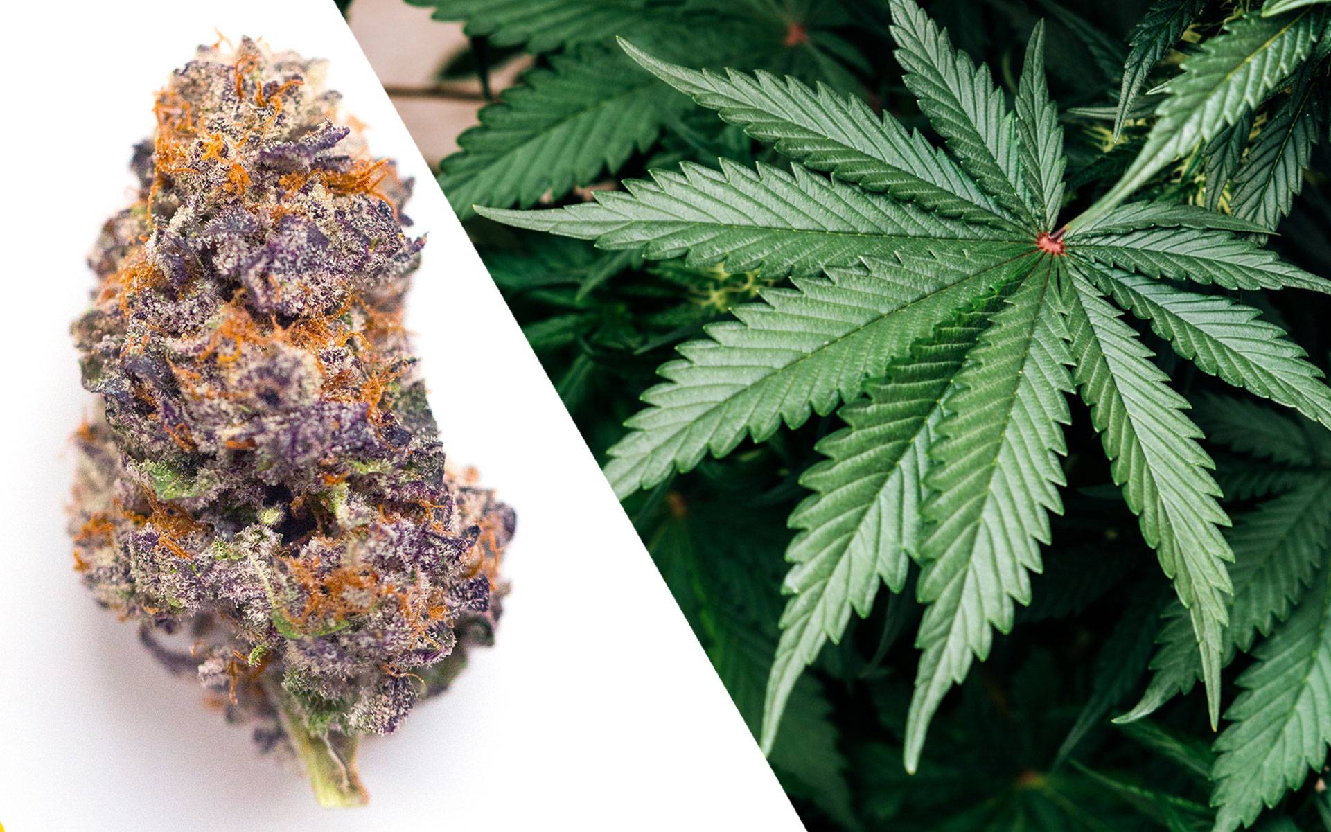Different Strains Of Weed And Their Effects Cannabis Strains