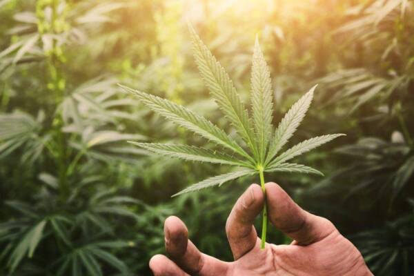 Cannabis Market 2020: Analysis, Share, Trends | Cannabis Market