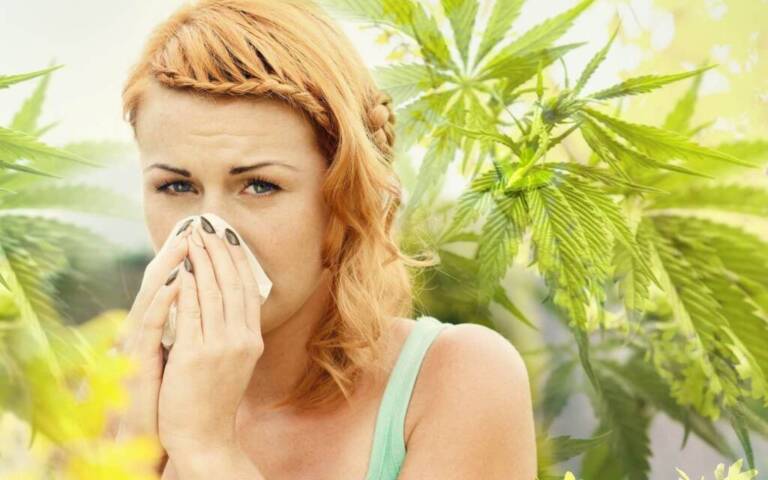 Marijuana Allergy: Know If You Have One | Buy Cannabis Online