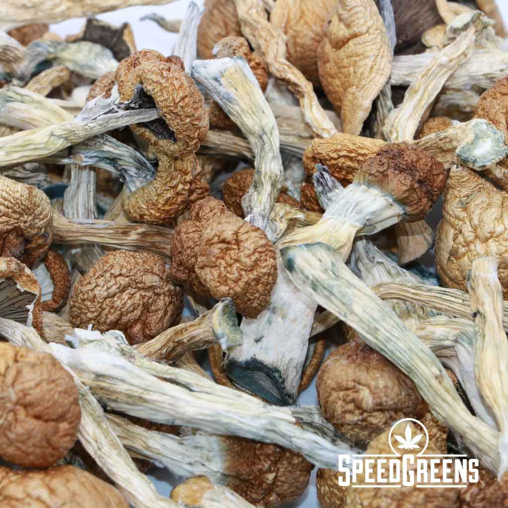 Popular Amazonian Psilocybin Mushrooms | Speed Greens