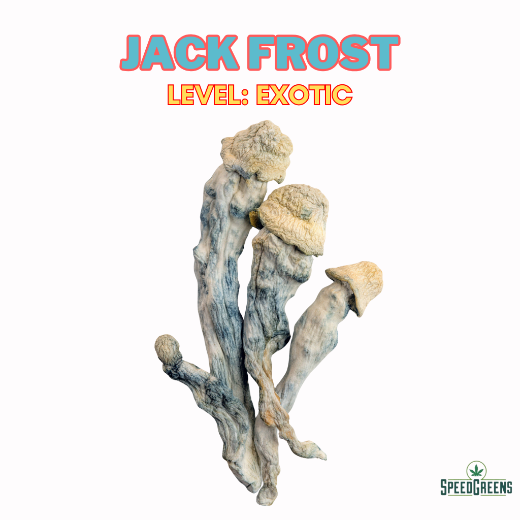 Jack Frost Magic Mushrooms Strain – Albino TAT x APE Hybrid